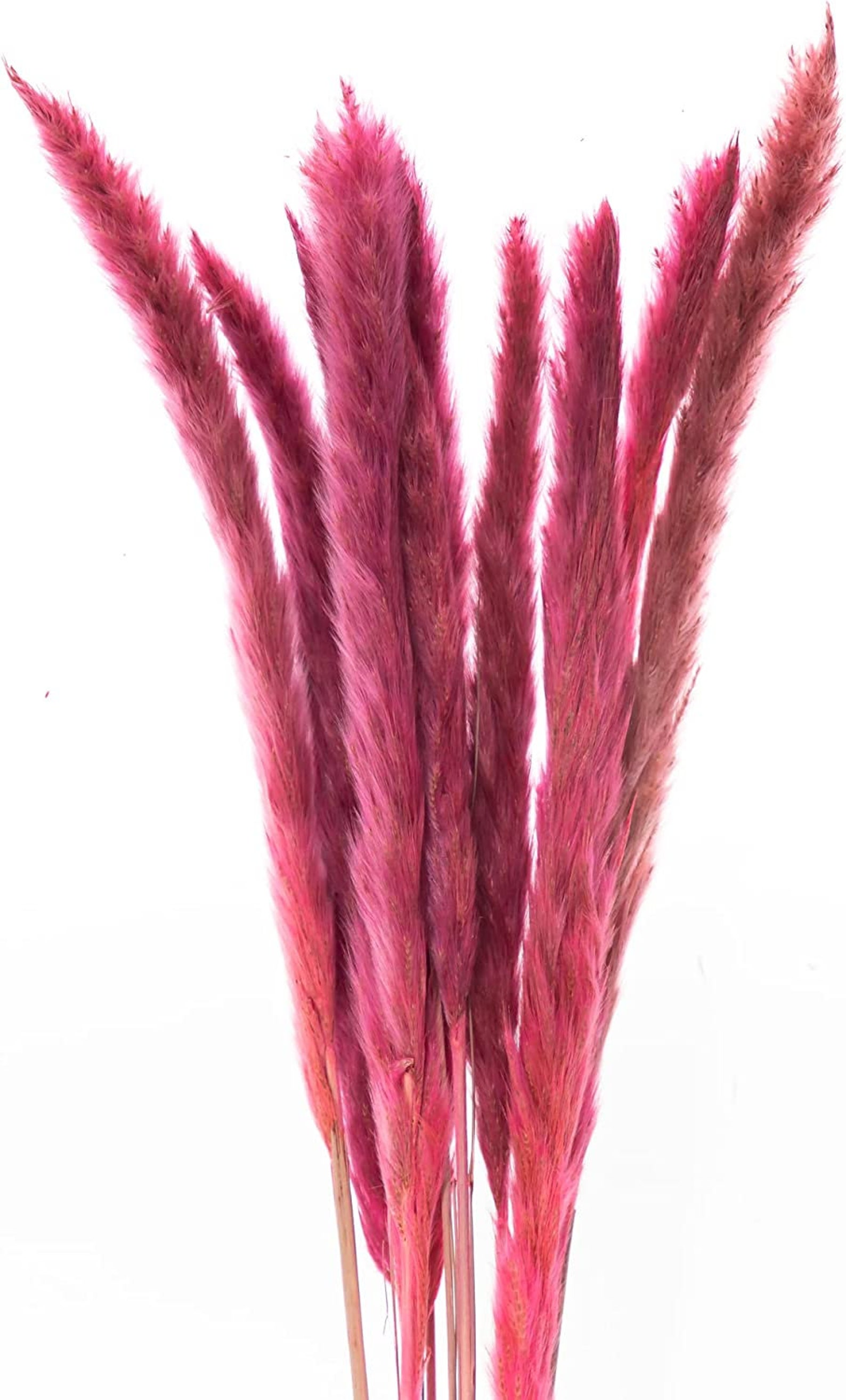 Dried Pampas Grass Stalks for Decor Dried Wheat for Home - Etsy