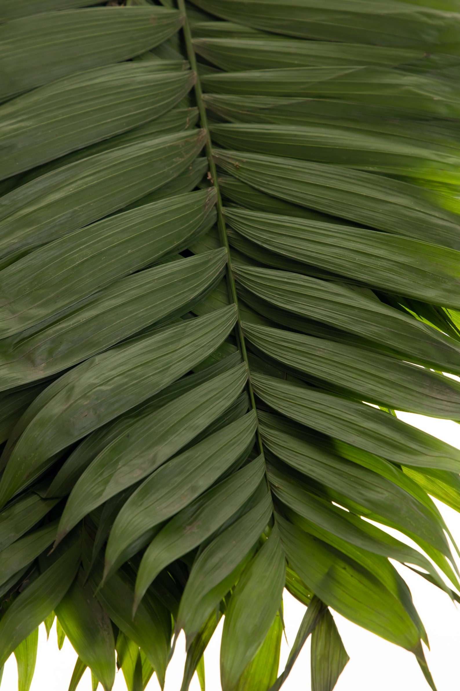 Fresh Cut Palm Leaves | Tropical Wedding & Home Decor - Etsy