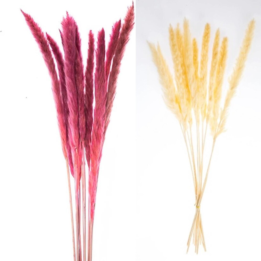 Dried Pampas Grass Stalks for Decor Dried Wheat for Home - Etsy
