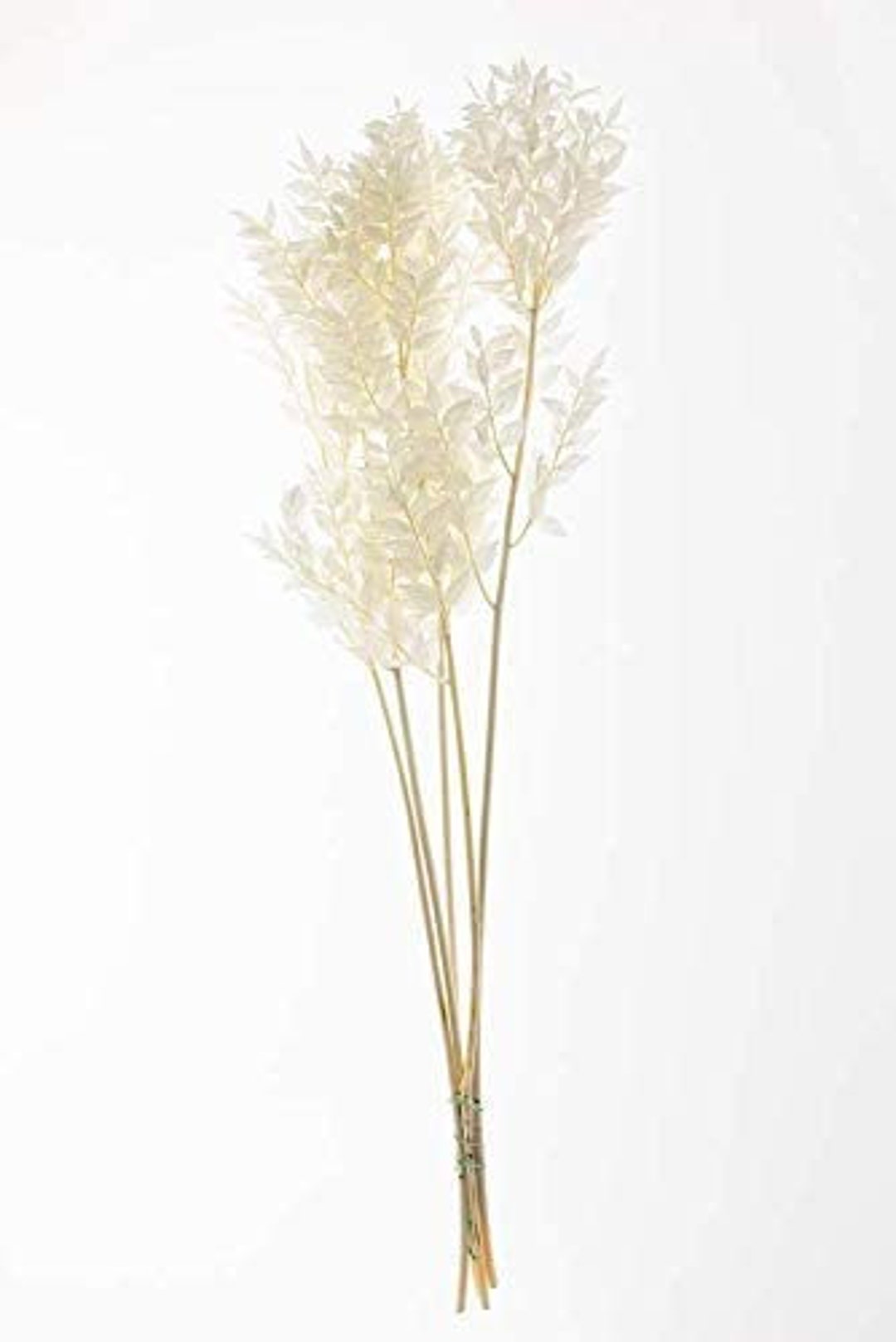 White Bleached Italian Ruscus | Preserved Italian Ruscus (white, 28 ...