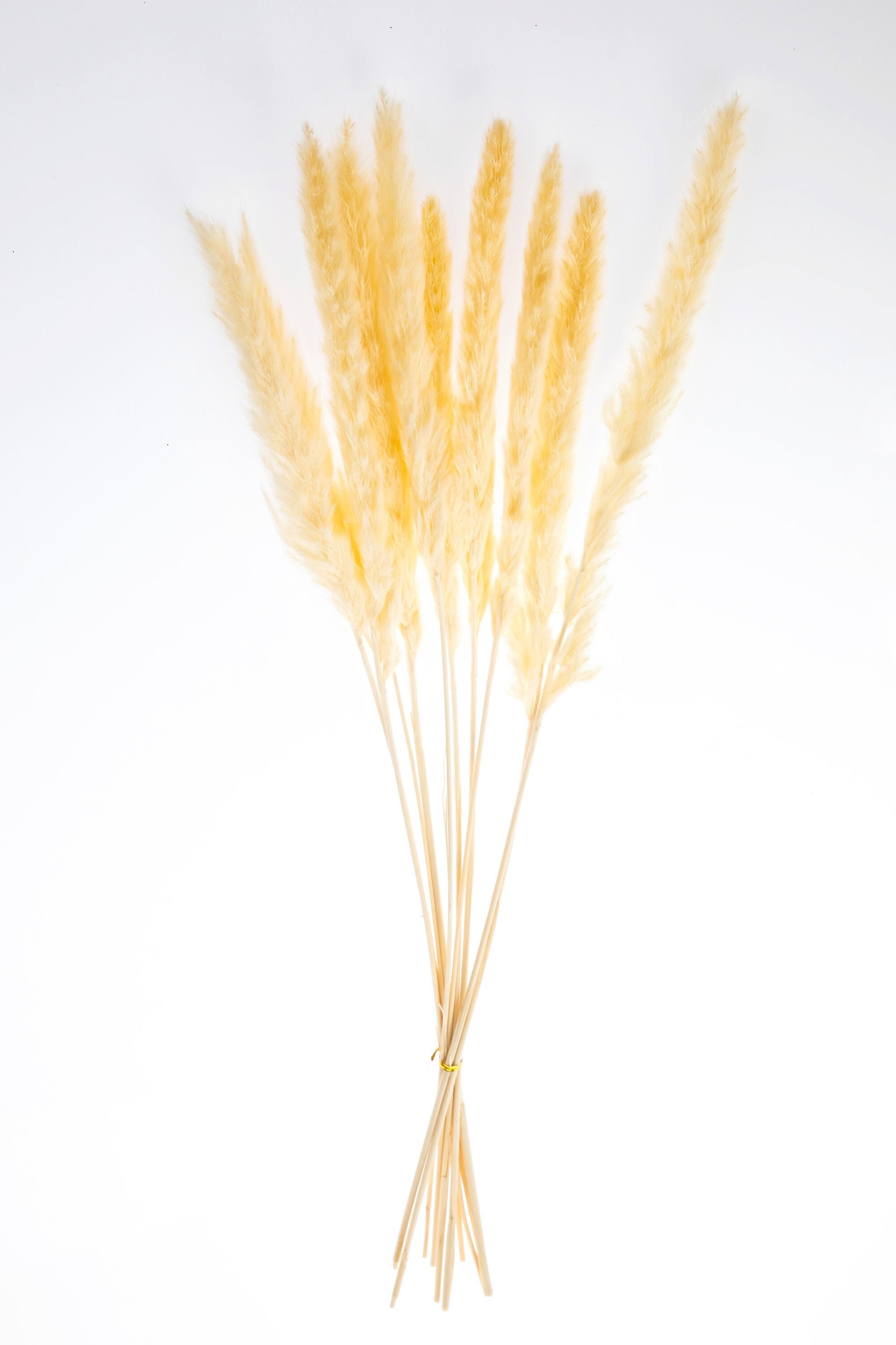 Dried Pampas Grass Stalks for Decor Dried Wheat for Home | Etsy