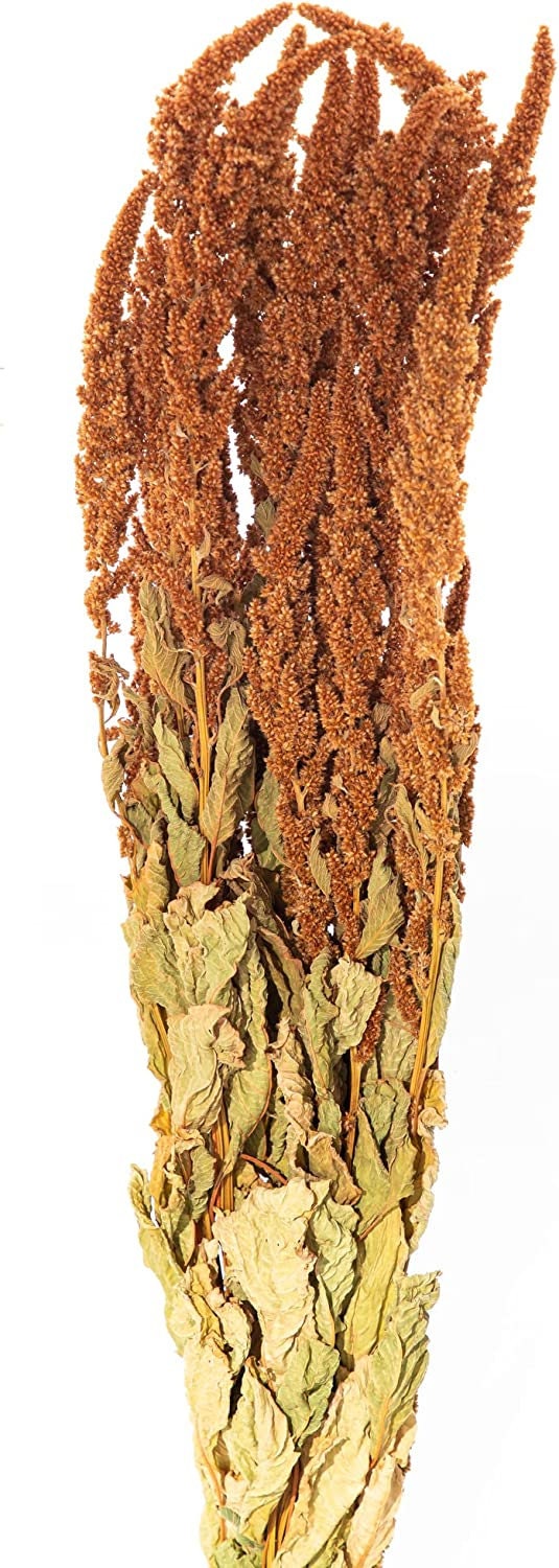Preserved Amaranthus Dried Amaranthus Fall L Dried - Etsy