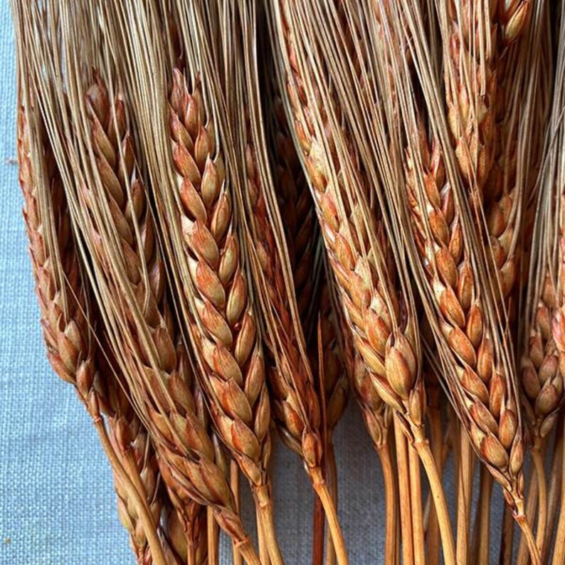 Dried Wheat Bunch 8oz Natural or Blackbeard or Bleached or - Etsy