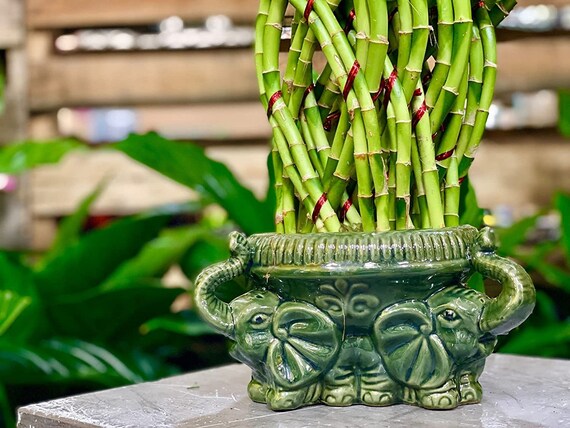 Indoor Bamboo Plants