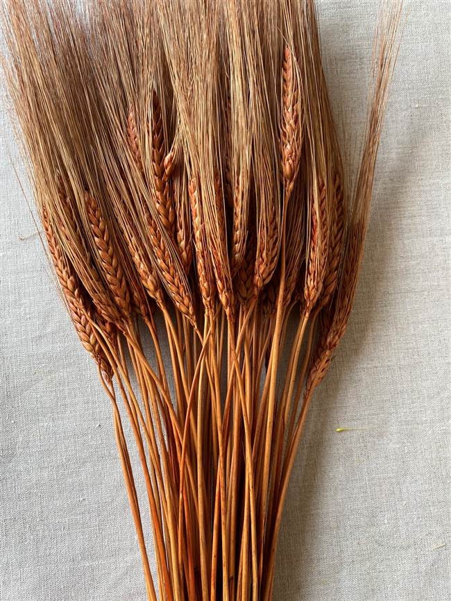 Dried Wheat Bunch 8oz Natural or Blackbeard or Bleached or | Etsy