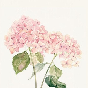 Pink Hydrangea Watercolor Print Set: Minimalist Floral Wall Art - Etsy