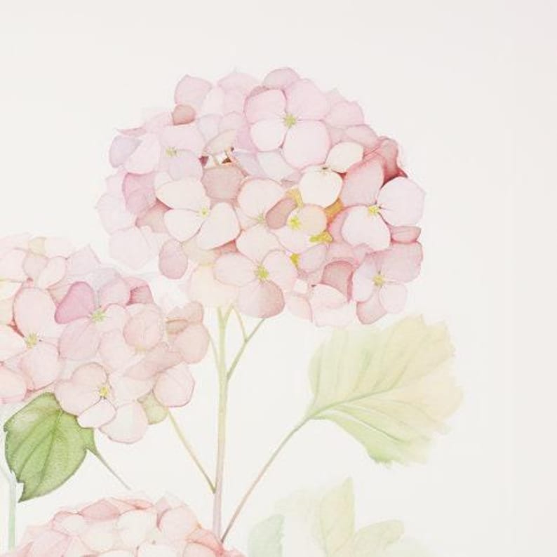 Pink Hydrangea Watercolor Art Prints: Minimalist Floral Wall Decor - Etsy