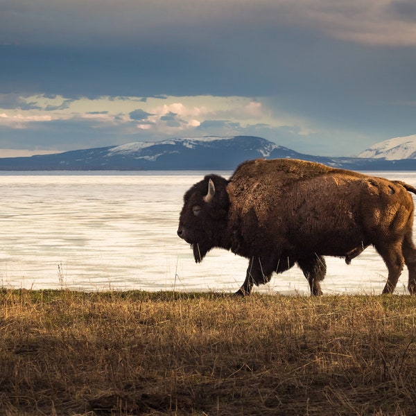 Metal Bison Sign - Etsy
