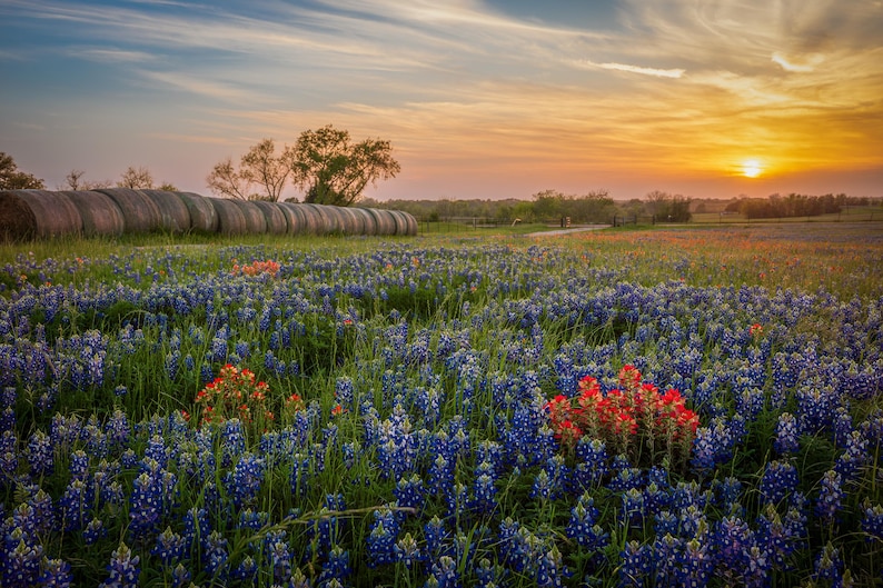 2026 Texas Landscape Calendar | Bluebonnets, Big Bend Photography - Etsy