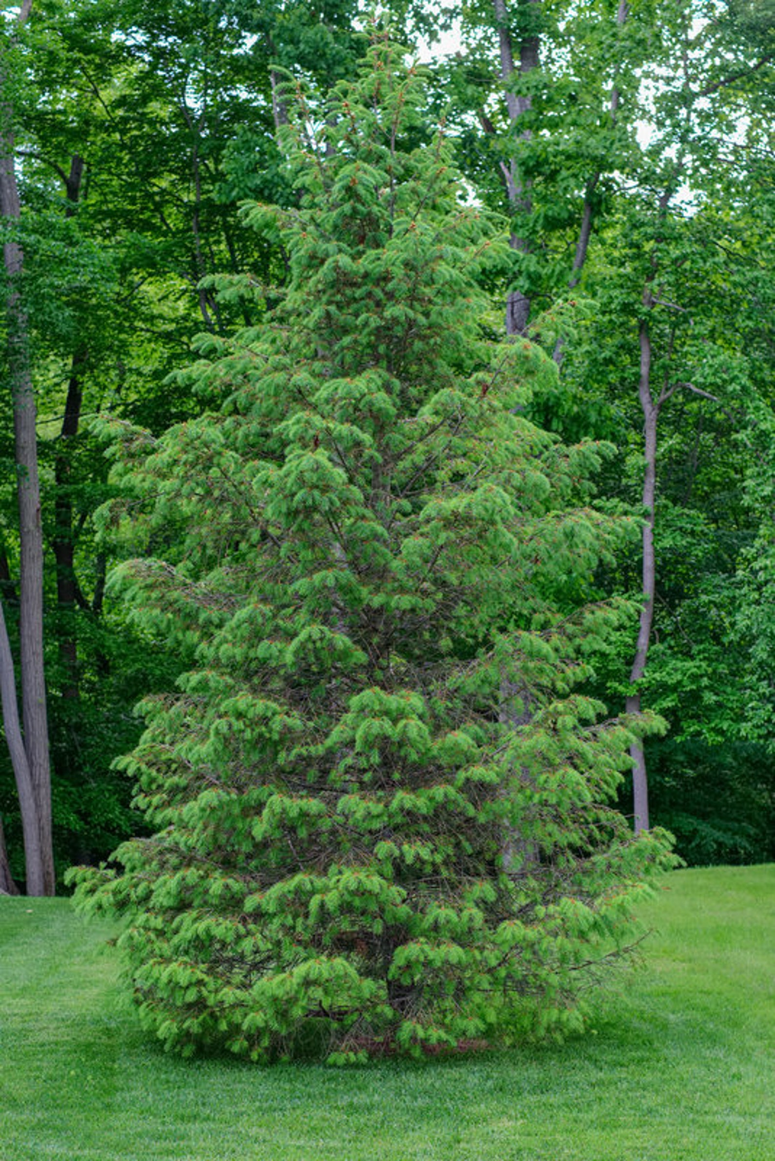 White Pine Tree Beautiful Evergreen Hardy Valuable Tree | Etsy