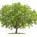 White Walnut, Juglans Cinerea, Butternut, Nut Tree, Shade Tree, Cold ...