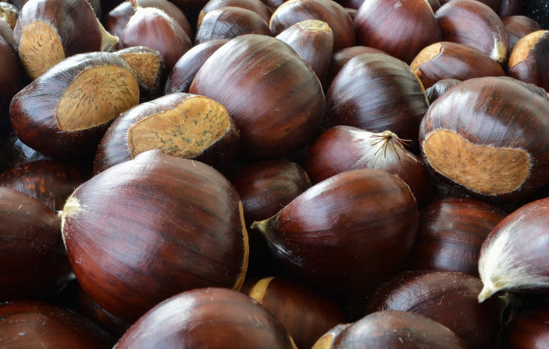 Chinese Chestnut Tree (2 Pack), Castanea Mollissima, Blight Resistant ...