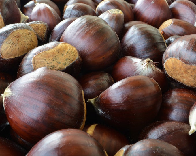 Chinese Chestnut Tree (2 Pack), Castanea Mollissima, Blight Resistant ...