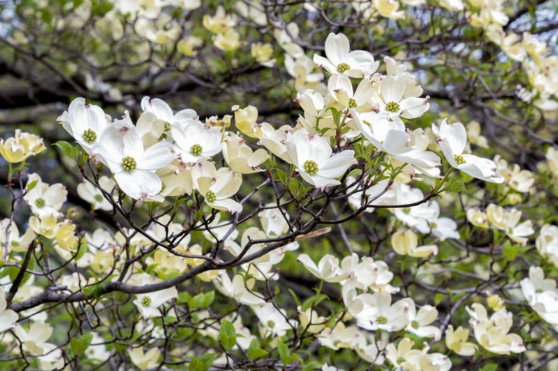 Flowering Dogwood Tree, Cornus Floridus, Beautiful Landscape, Spring ...