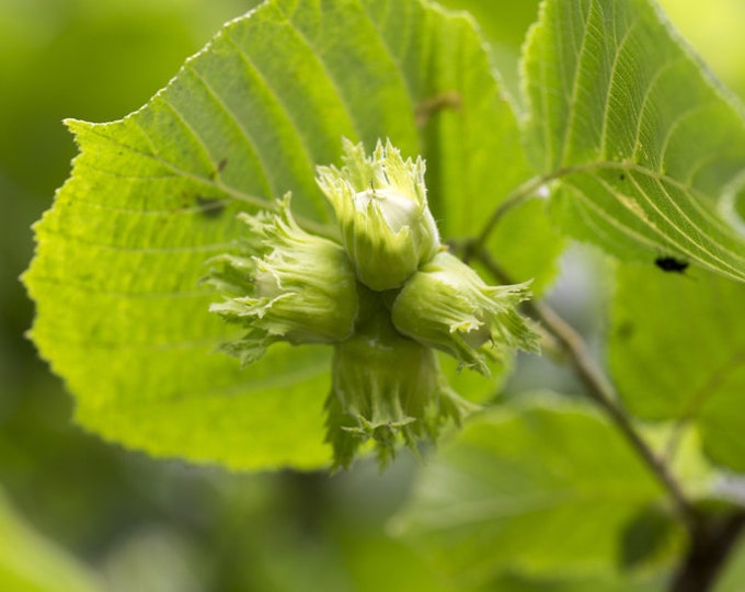 Littleleaf Linden Tree Tilia Cordata Shade Tree Pyramidal - Etsy