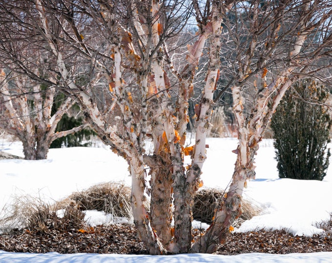 Copper / River Birch Tree, Single Tree, Betula Nigra, Fast Growing ...