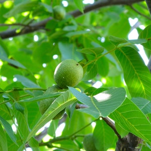 Butternut, Juglans Cinerea, White Walnut, Nut Tree, Shade Tree, Cold ...