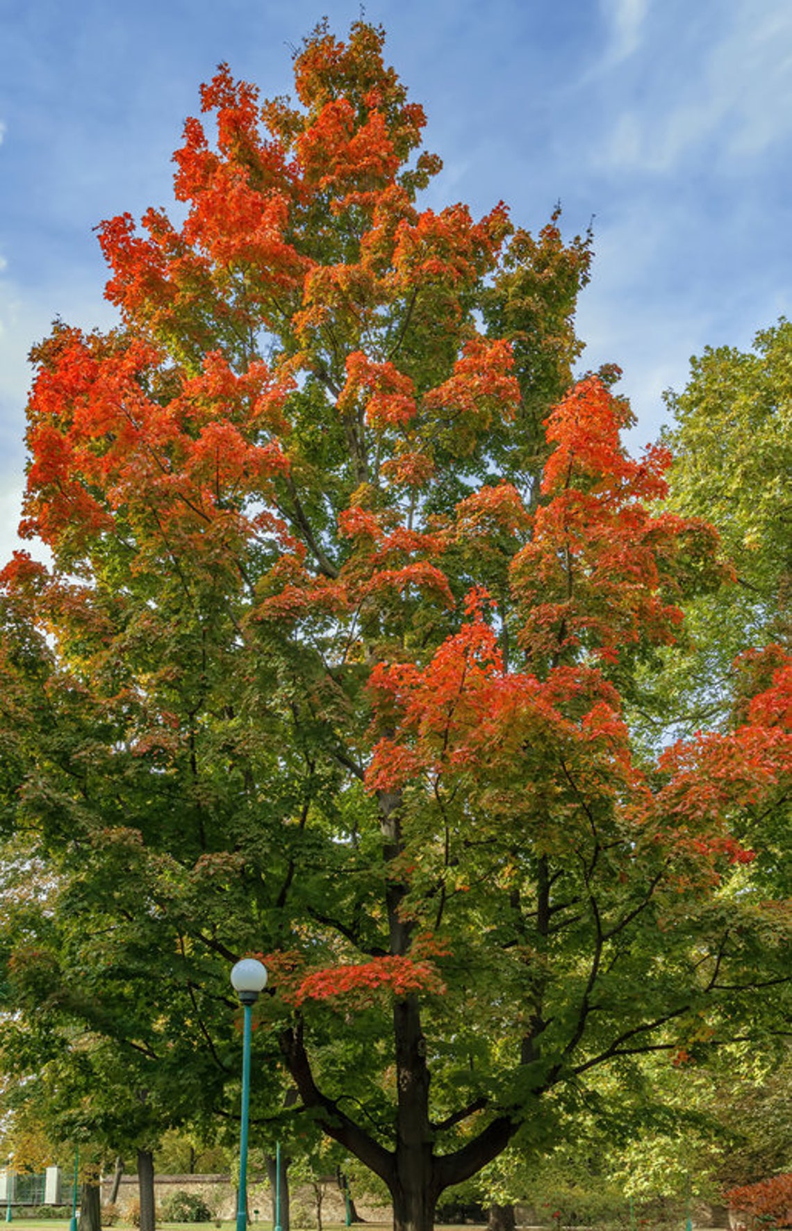 Red Maple Tree-2-pack, Acer Rubrum, Large Tree, Richly Colored, Shade ...