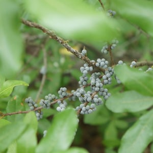 Bayberry Bush (pack of 2), Myrica Pensylvanica, Deciduous Shrub ...