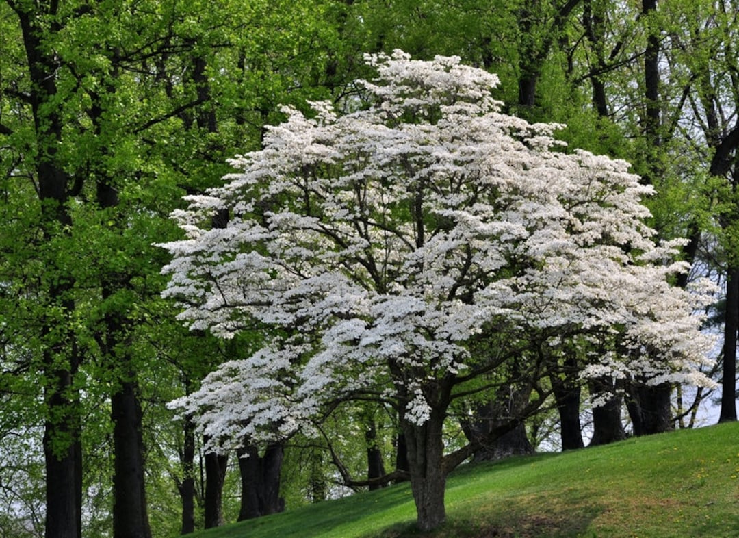 Flowering Dogwood Tree, Cornus Floridus, Beautiful Landscape, Spring ...