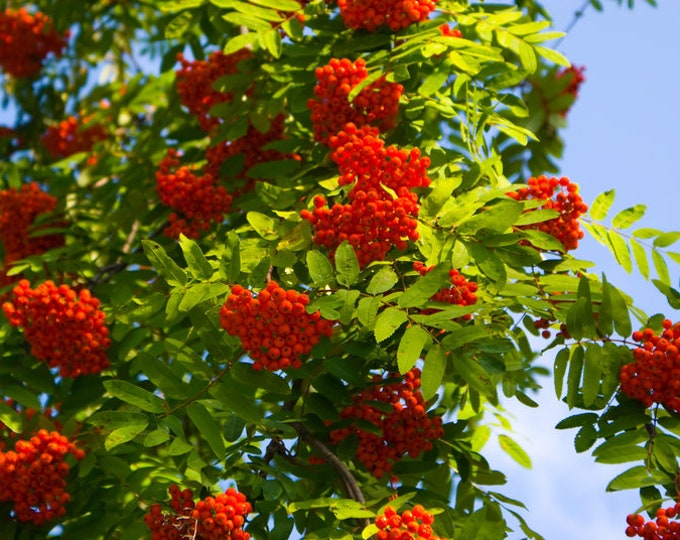 European Mountain Ash Tree, Sorbus Aucuparia, Orange, Red Berry-like ...
