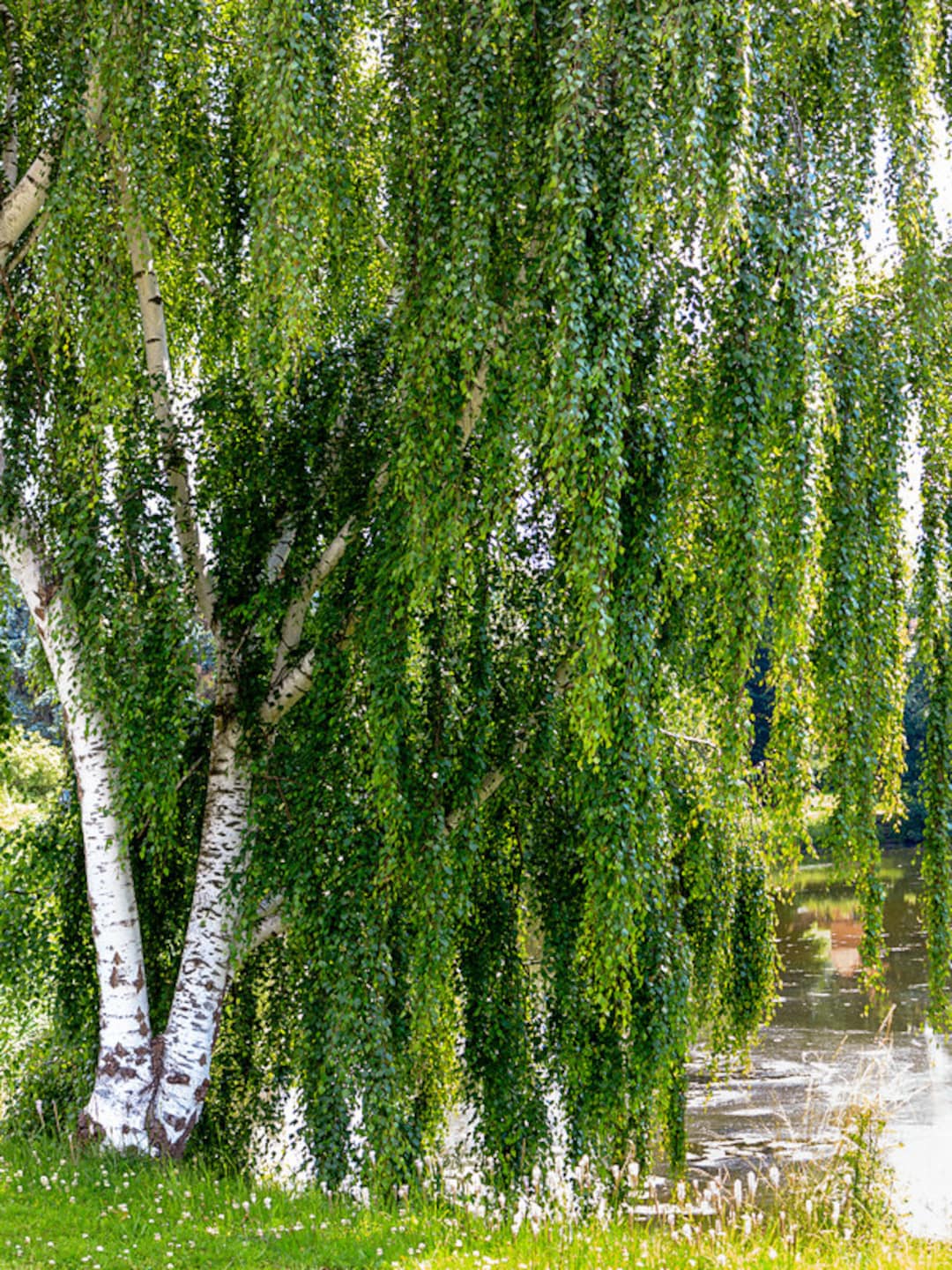 Weeping White Birch Tree, Betula Pendula, Medium Tree, White Bark ...