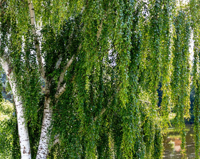 Weeping White Birch Tree, Betula Pendula, Medium Tree, White Bark ...