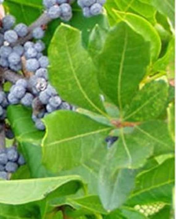 Bayberry Bush pack of 2 Myrica Pensylvanica Deciduous | Etsy