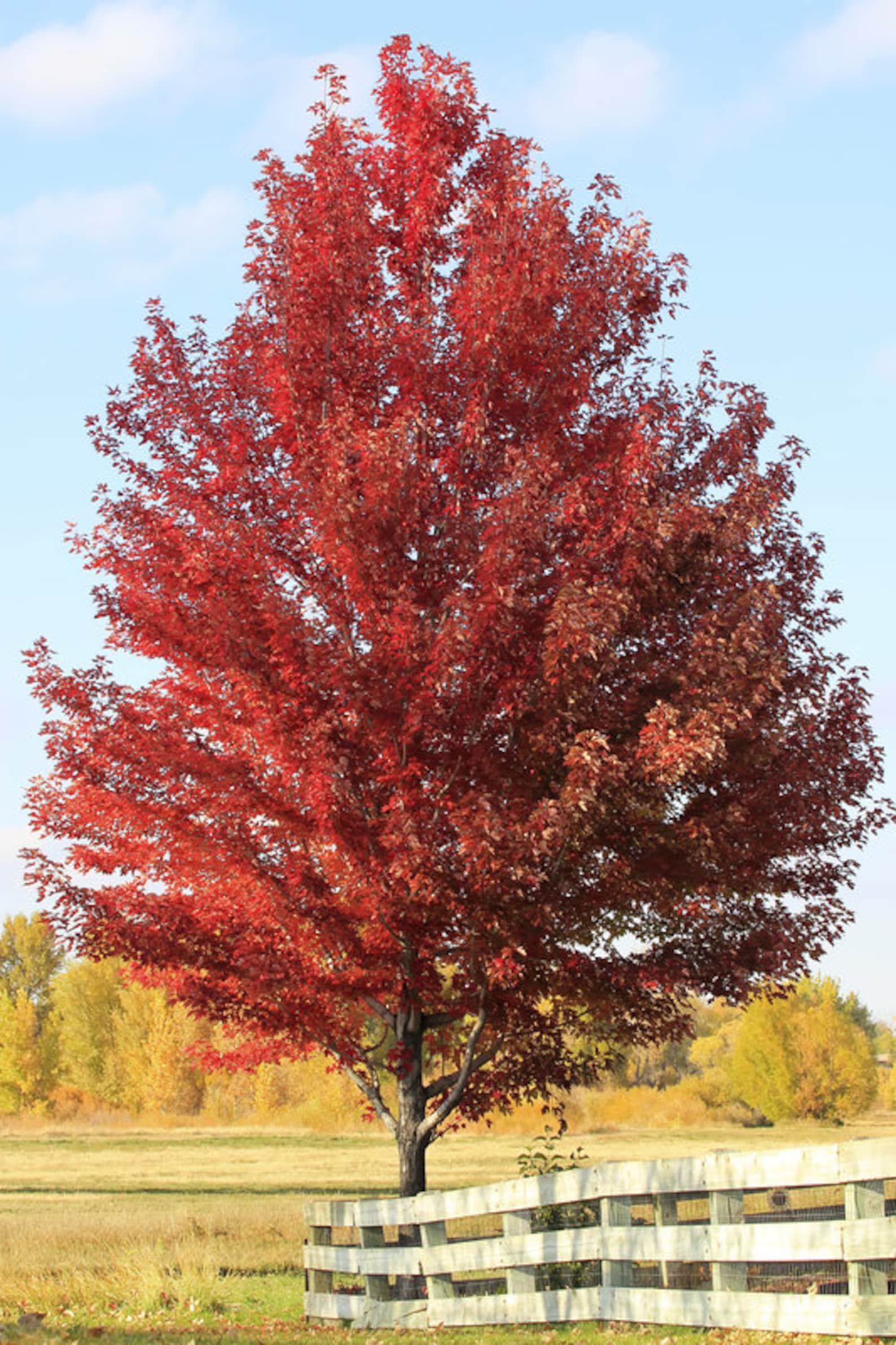 Red Maple Tree-2-pack Acer Rubrum Large Tree Richly - Etsy