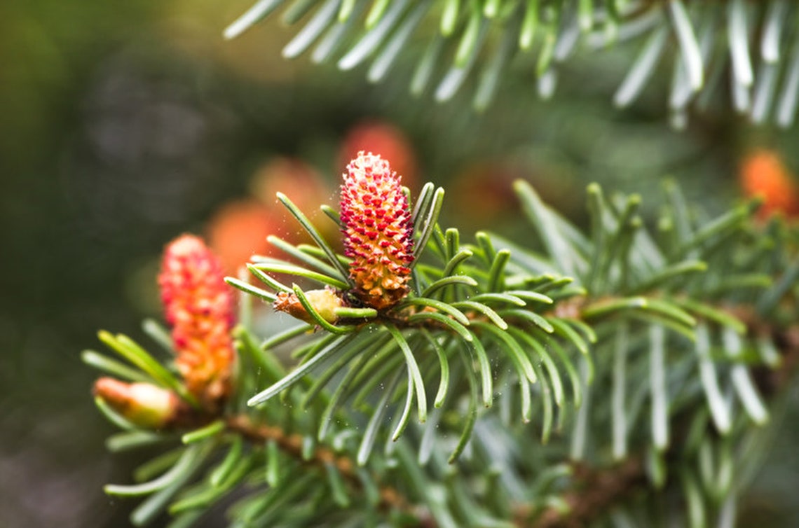 Norway Spruce Tree, Evergreen, Pyramidal Form, Dark Green Needles ...