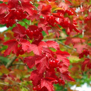 American Cranberry Bush, Viburnum Trilobum, Edible Fruit, Fall Color ...