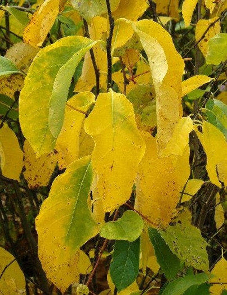 Northern Spicebush, Spicewood, Benjamin Bush, Shrub, Long Life Span ...