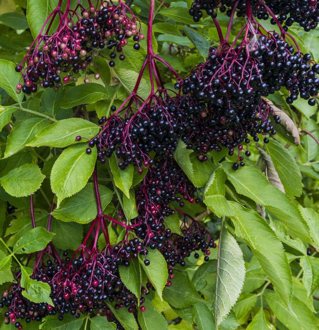 American Elderberry Bush (2 Pack), Sambucus Canadensis, Fast-growing ...