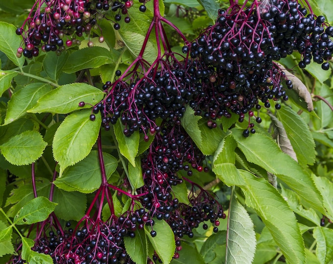 Littleleaf Linden Tree Tilia Cordata Shade Tree Pyramidal - Etsy