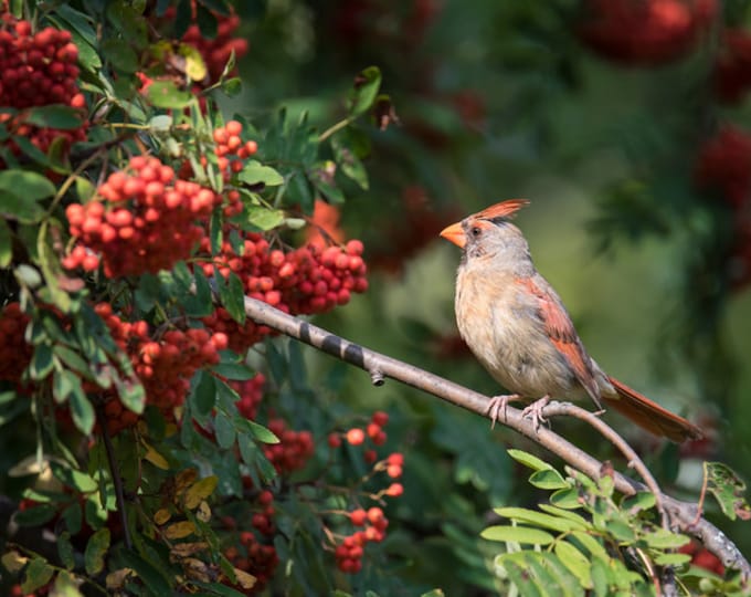 American Mountain Ash Tree (2) PACK, Sorbus Americana, Ornamental Tree ...
