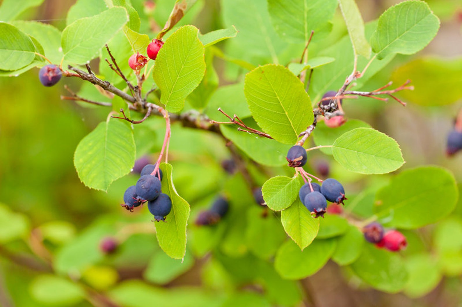 Saskatoon Serviceberry Tree Pack of 2 Amelanchier | Etsy