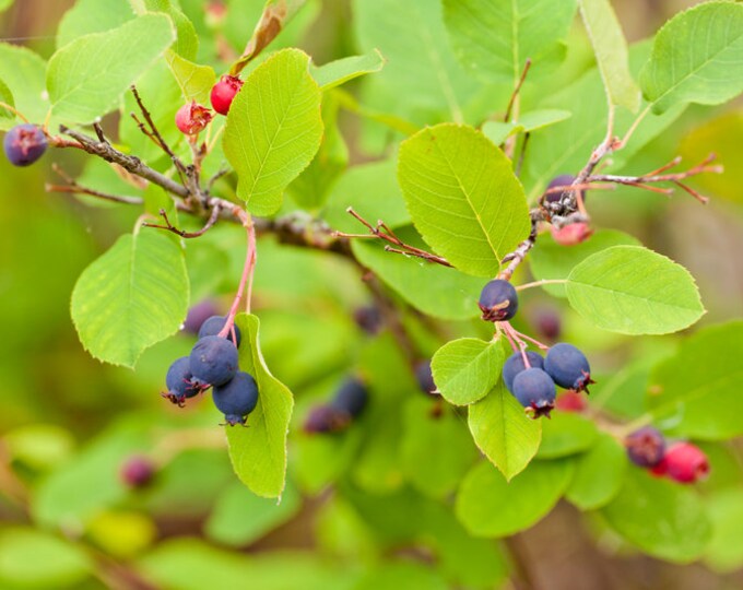 Saskatoon Serviceberry Tree (pack of 2), Amelanchier Alnifolia, Similar ...