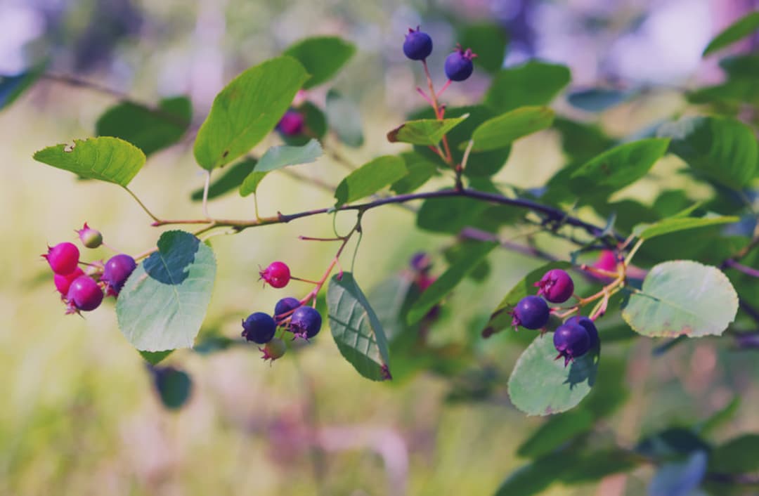 Shadblow Serviceberry Bush, Amelanchier Canadensis, Juneberry, White ...