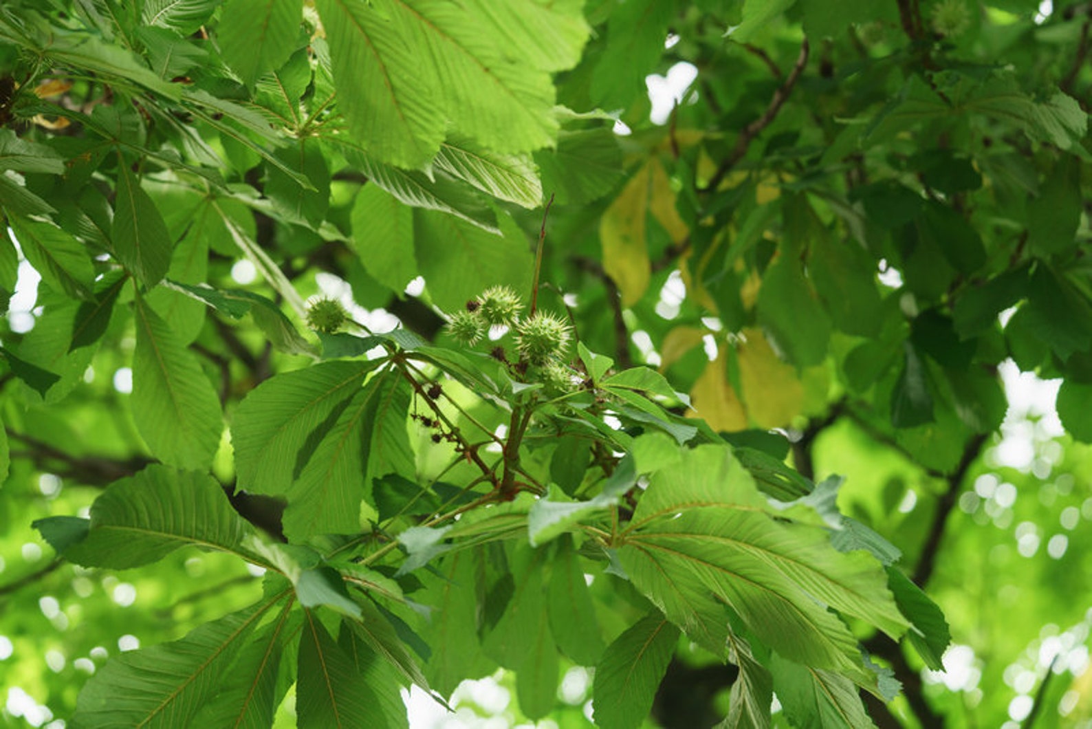 Chinese Chestnut Tree (2 Pack), Castanea Mollissima, Blight Resistant ...