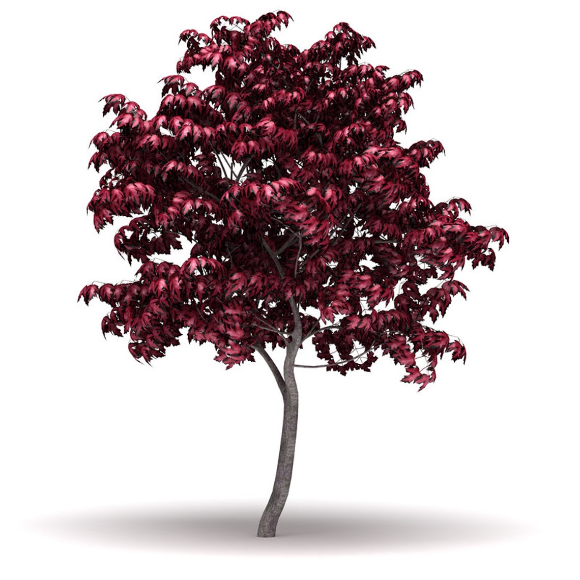 Red Leaf Japanese Maple, Acer Palmatum Var. Atropurpureum, Small Tree ...