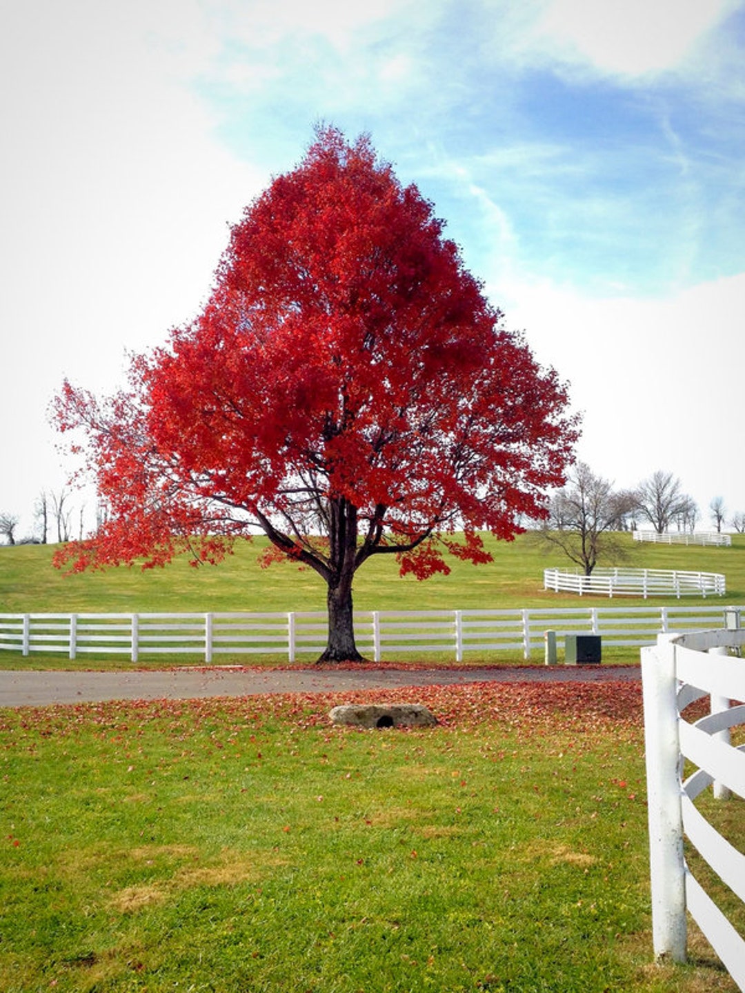 Red Maple Tree-2-pack, Acer Rubrum, Large Tree, Richly Colored, Shade ...