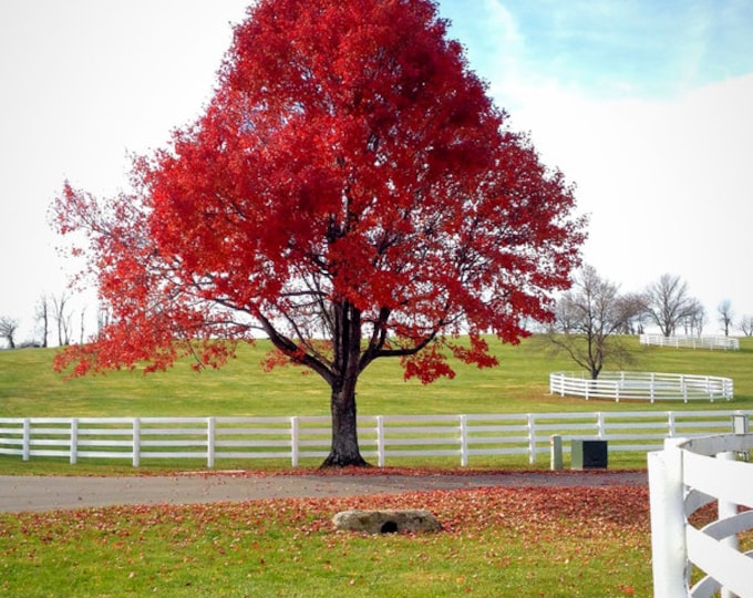 Red Maple Tree-2-pack, Acer Rubrum, Large Tree, Richly Colored, Shade ...
