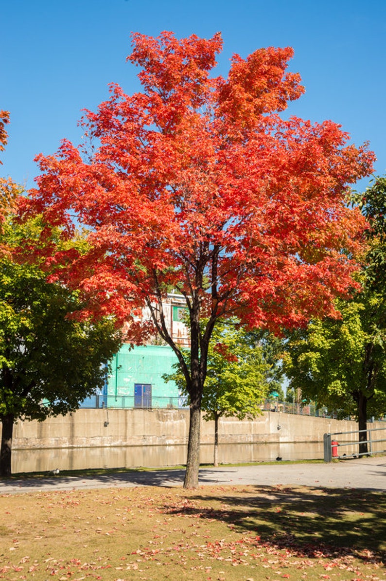 Sugar Maple Tree Maple Syrup Shade Tree Long Life Autumn - Etsy