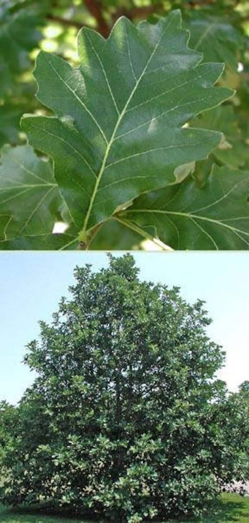 Swamp White Oak Tree Quercus Bicolor Tall Tree Fast - Etsy