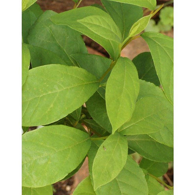 Northern Spicebush, Spicewood, Benjamin Bush, Shrub, Long Life Span ...