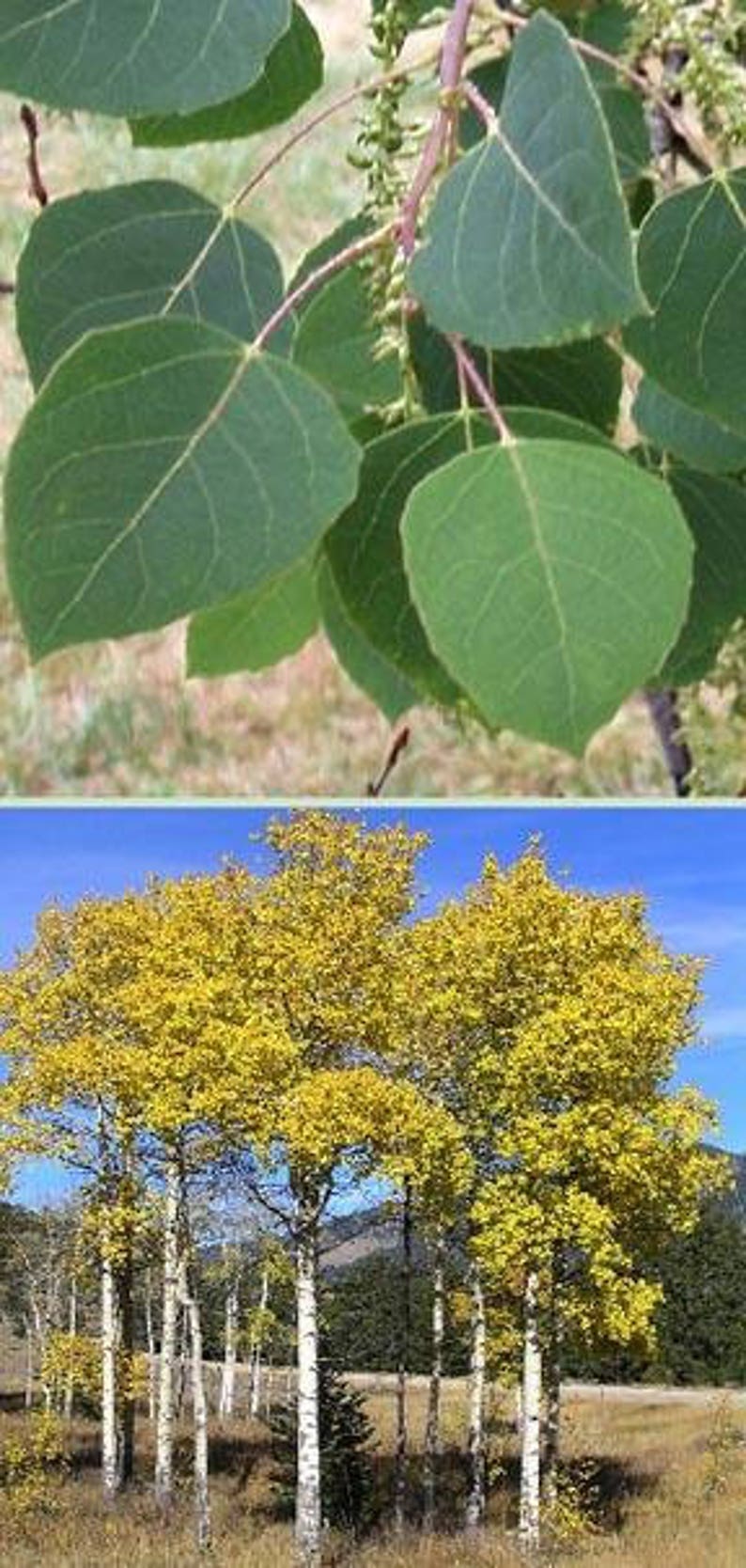 Quaking Aspen Tree, Populus Tremuloides, Fast Growing, Autumn Color ...