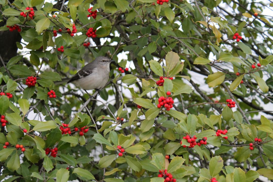 Washington Hawthorn Tree, Crataegus Phaenopyrum, Red Berries, White ...