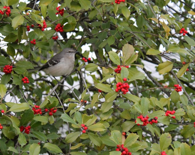 Washington Hawthorn Tree, Crataegus Phaenopyrum, Red Berries, White ...