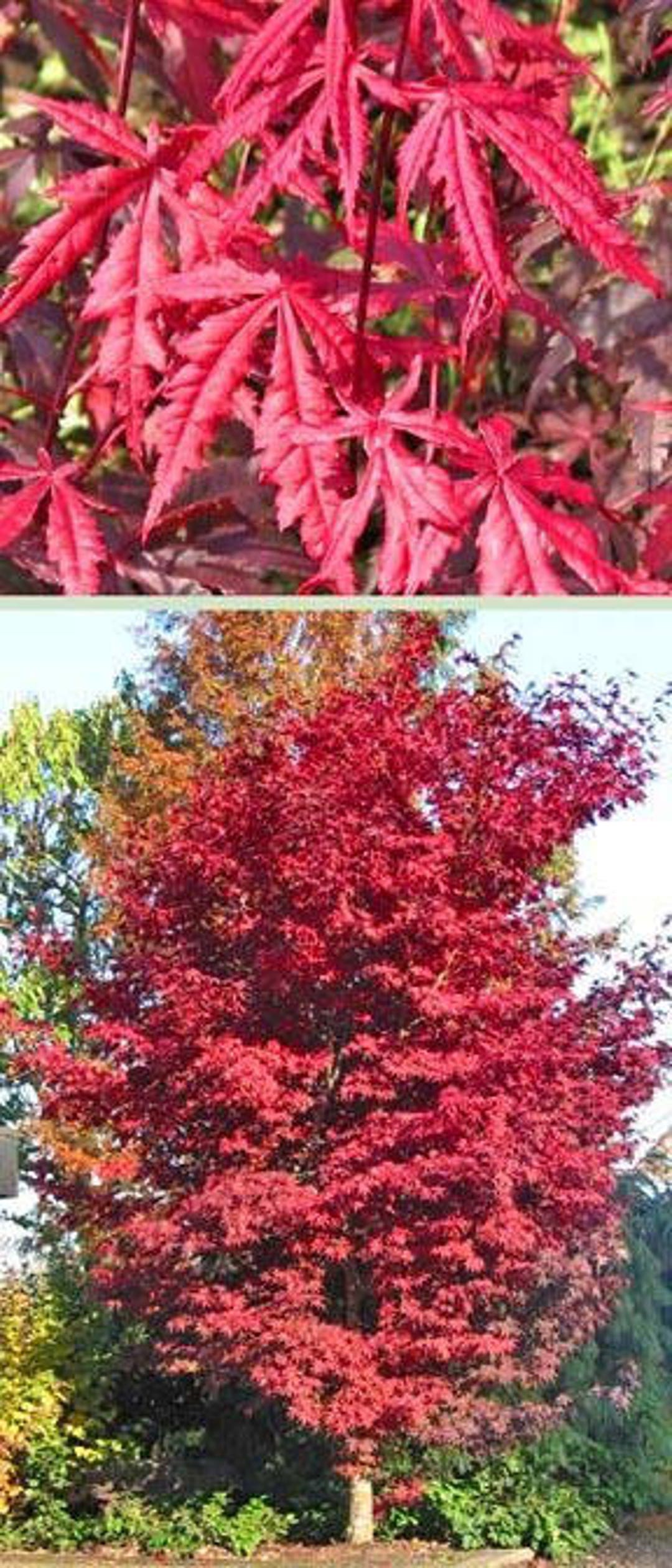 Red Leaf Japanese Maple, Acer Palmatum Var. Atropurpureum, Small Tree ...