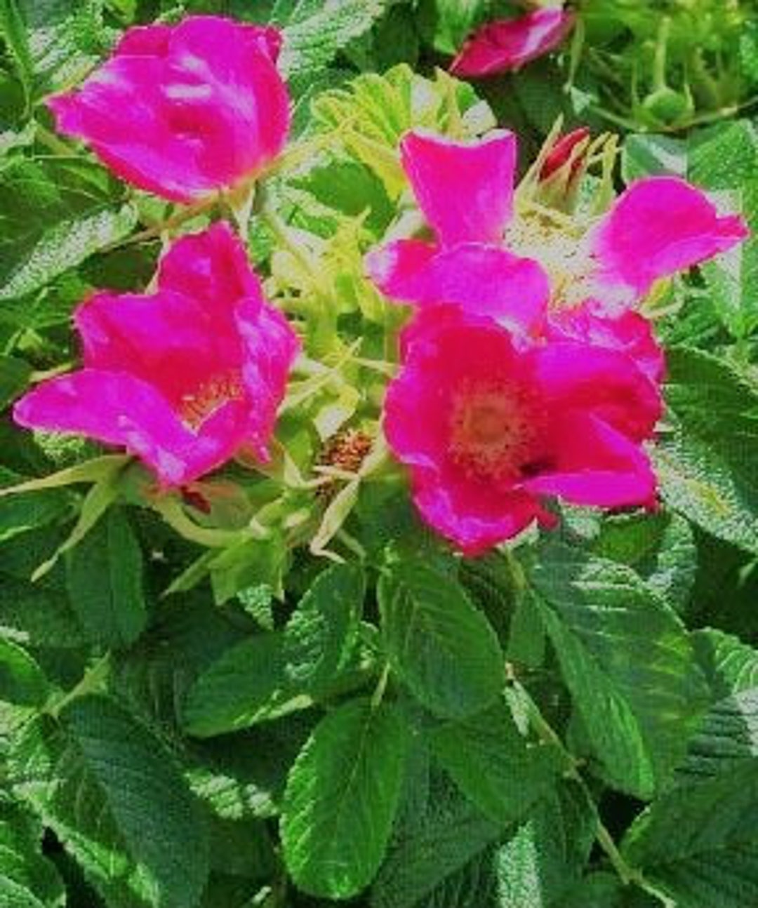 Japanese Rugosa Rose, Rosa Rugosa, Extremely Hardy, Dark Pink Flowers ...